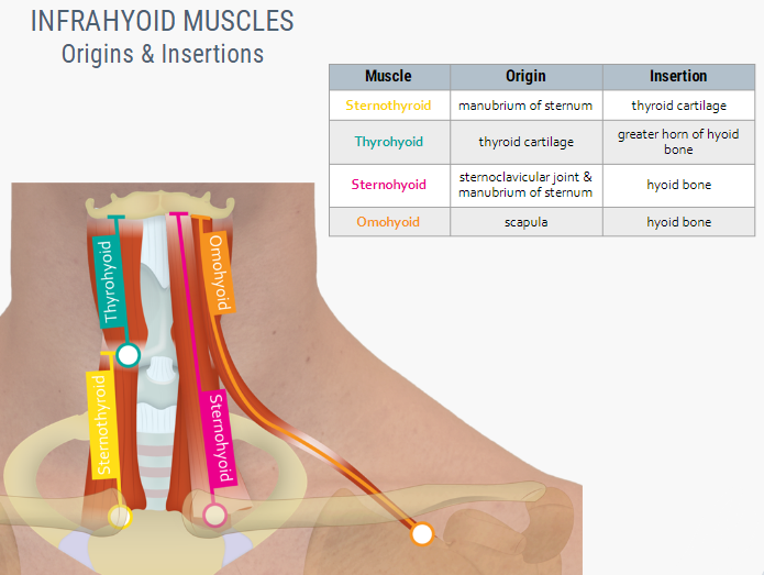U.Br.Columbia - Drawing Origins and insertions of the infrahyoid ... U.Br.Columbia - Drawing Origins and insertions of the infrahyoid ...